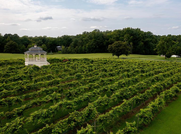 Visit - Gauthier Vineyard